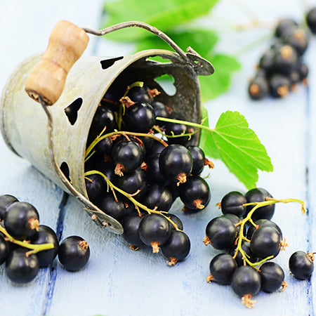 Cassis – My HomeScent